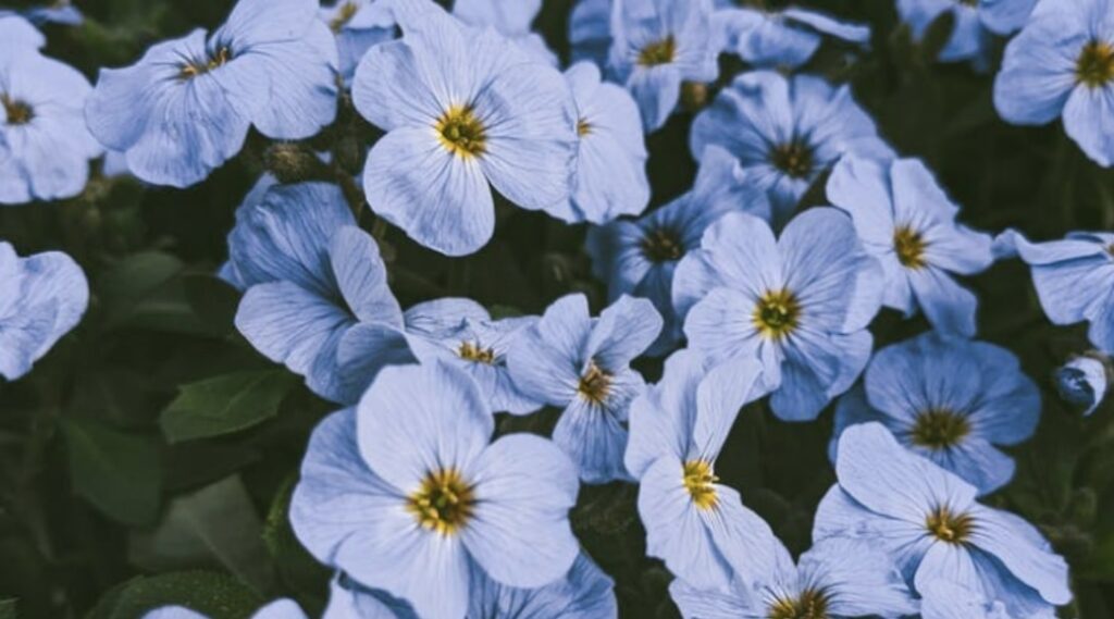 What do blue flowers mean? [2026]