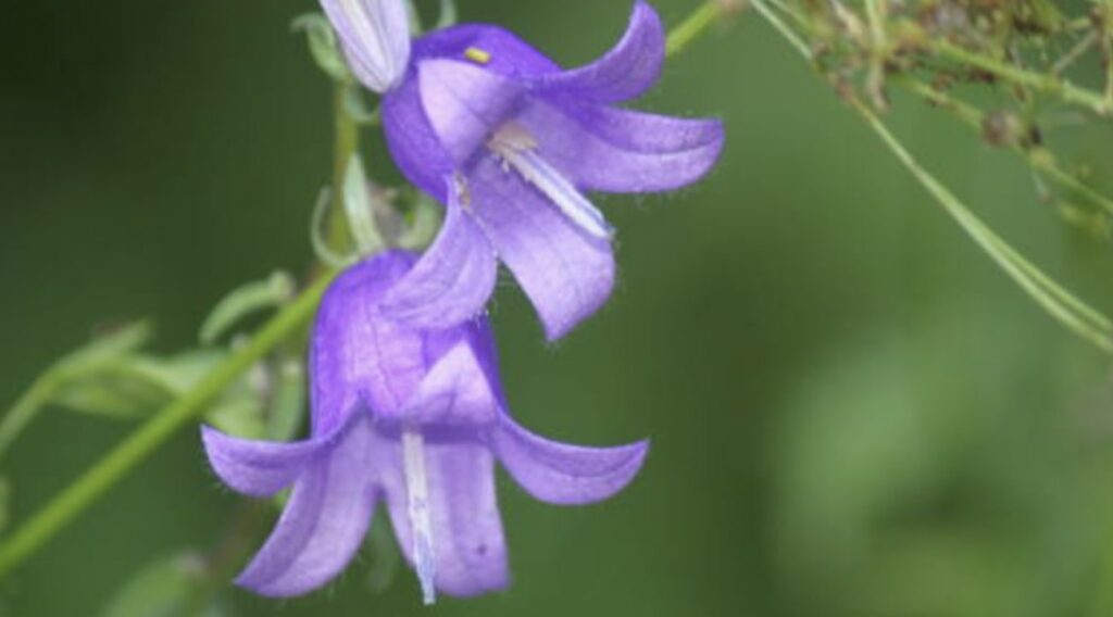 What is the meaning of bellflowers? [2025]