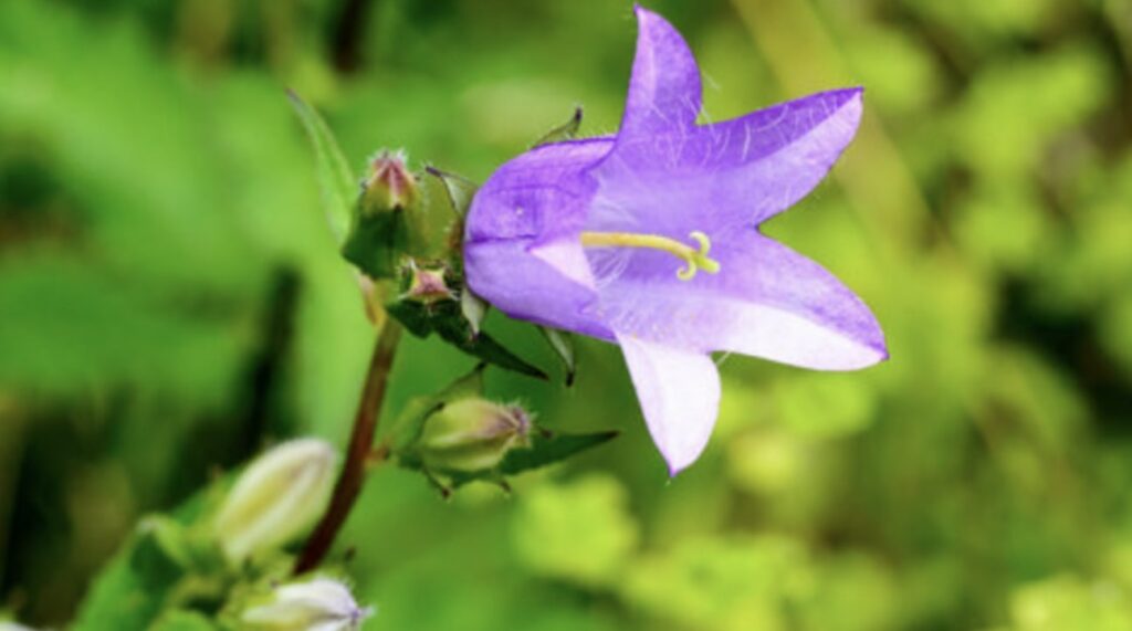 What is the meaning of bellflowers? [2025]