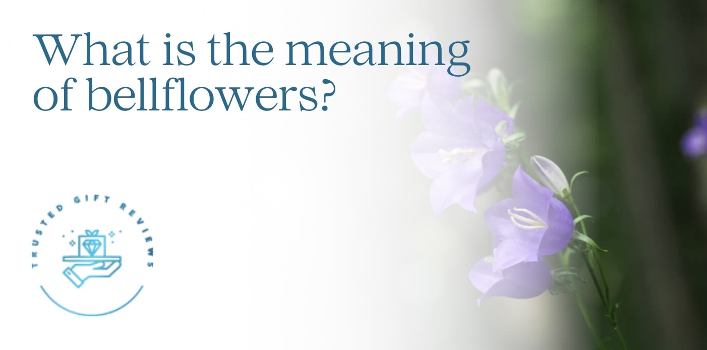 What is the meaning of bellflowers? [2025]