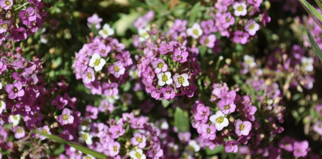 How do I grow the Alyssum Carpet of Snow plant? [2026]