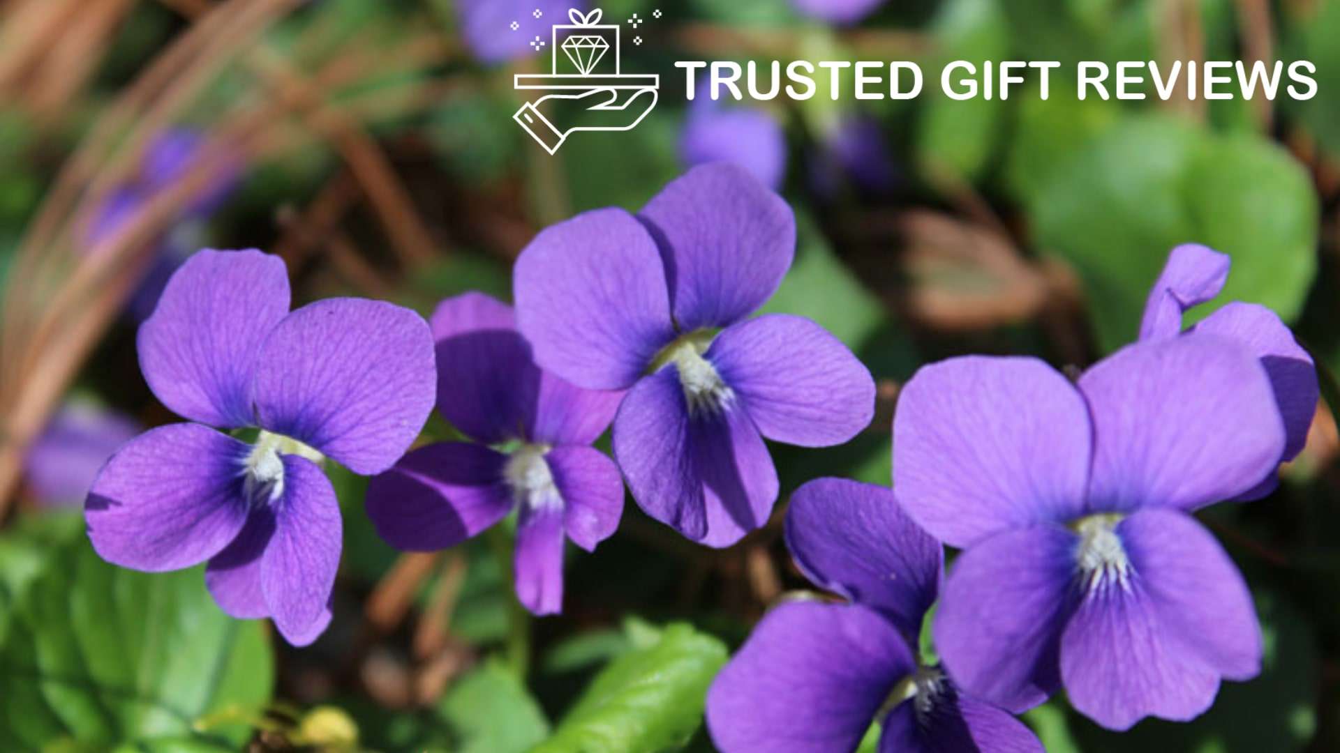 More Than Just Roses: A Guide to February Birth Flowers [2026]