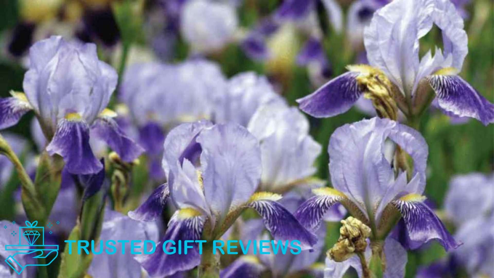 More Than Just Roses: A Guide to February Birth Flowers [2026]