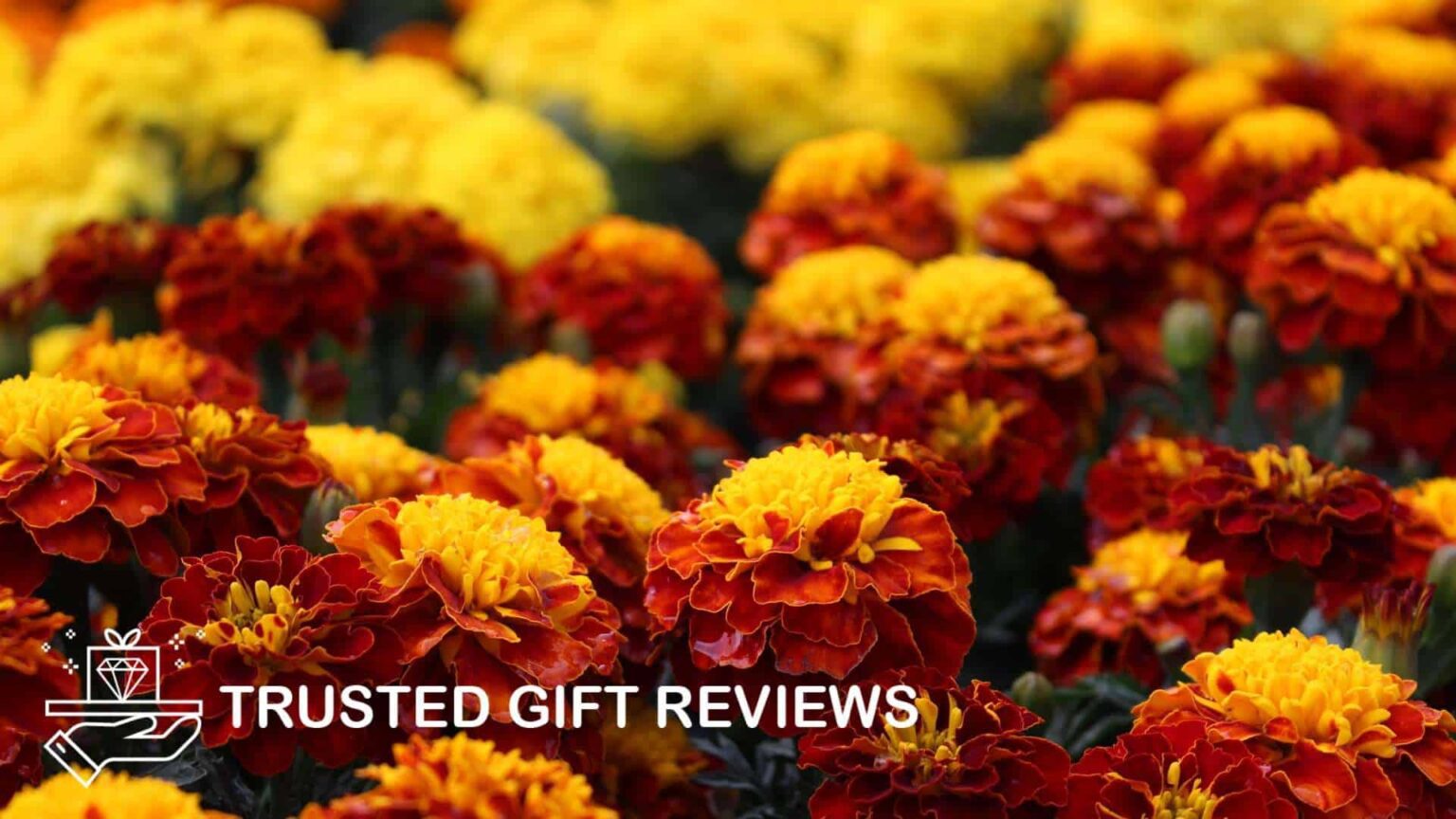 Marigold Flowers: Meanings That Go beyond Their Beauty [2026]
