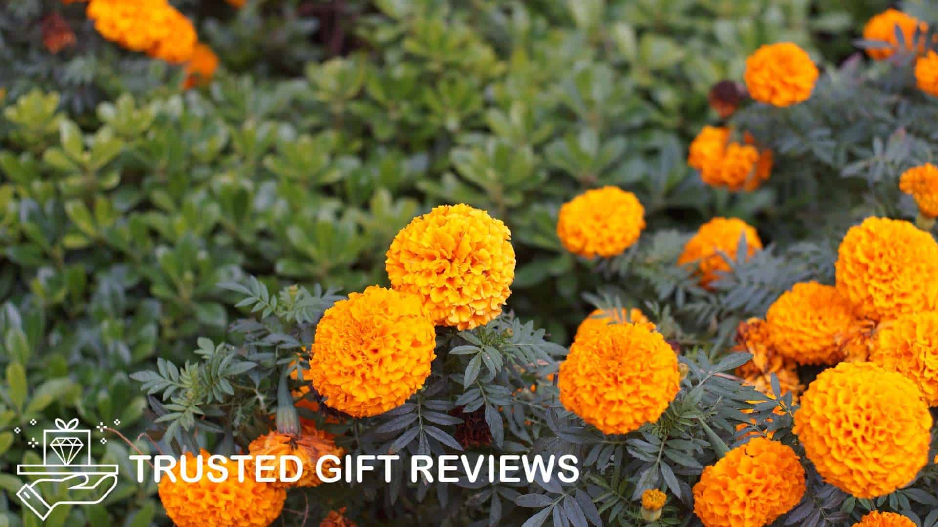Marigold Flowers: Meanings That Go beyond Their Beauty [2025]