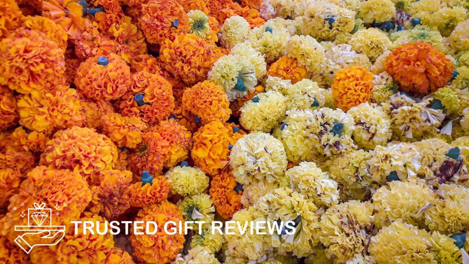 Marigold Flowers: Meanings That Go beyond Their Beauty [2025]