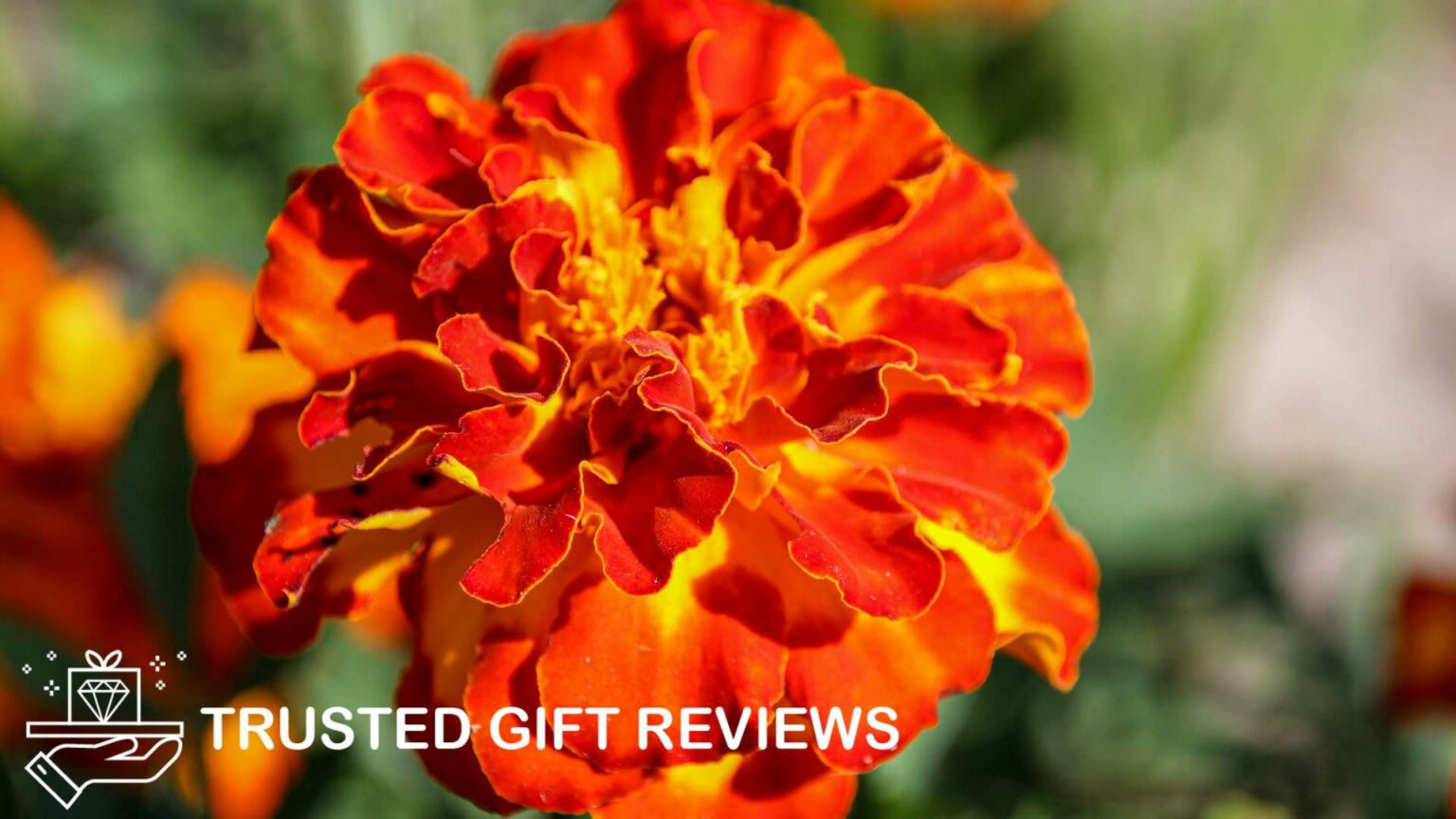 Marigold Flowers: Meanings That Go beyond Their Beauty [2026]