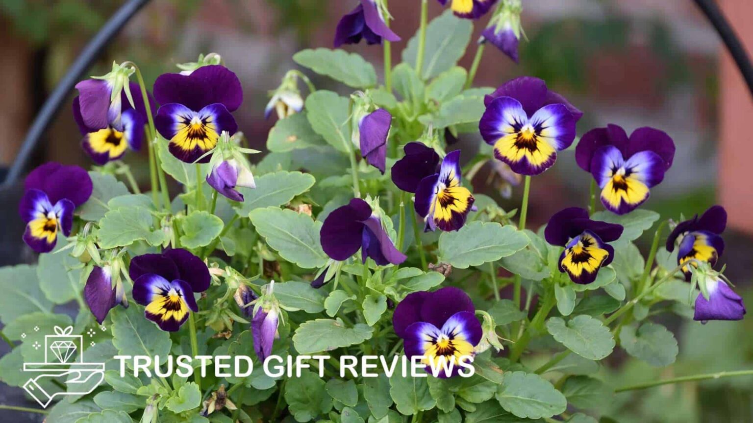More Than Just Roses: A Guide to February Birth Flowers [2026]