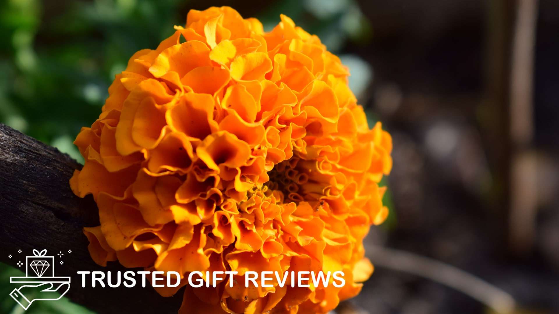 Marigold Flowers: Meanings That Go beyond Their Beauty [2025]