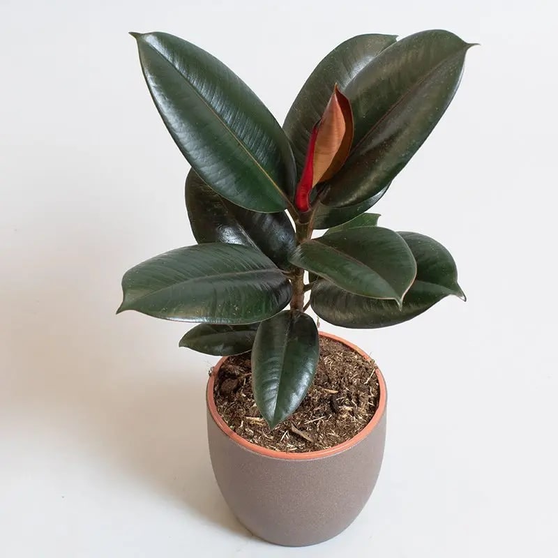 Exquisite Rubber Tree Varieties: A Gifting Guide [2026]