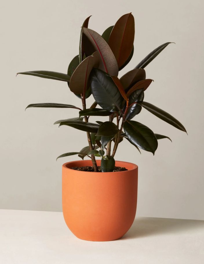 Exquisite Rubber Tree Varieties: A Gifting Guide [2026]