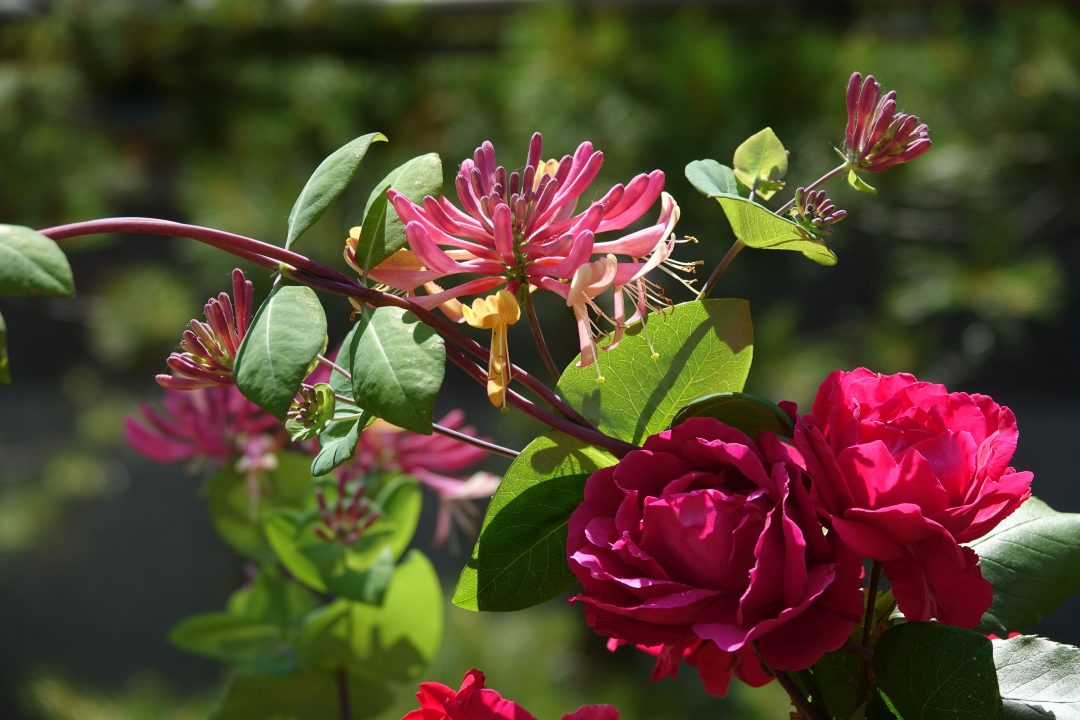 June Birth Flowers: Roses and Honeysuckles Guide [2026]