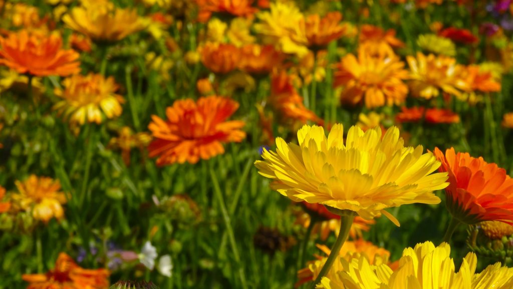 Guide to October Birth Flowers: Marigold and Cosmos [2026]