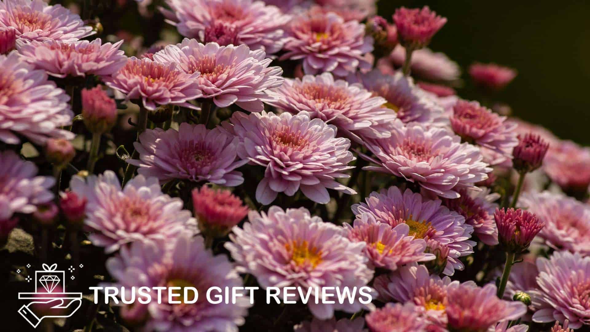 November Birth Flowers: Guide to Chrysanthemum and Peony [2026]