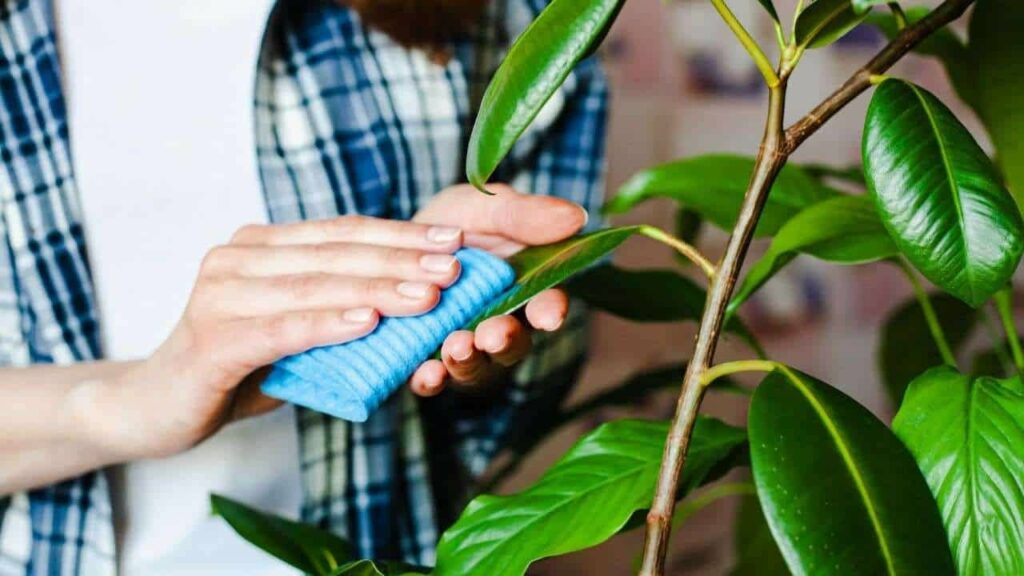 The Top Ficus Plants You MUST Get: Types, Care, & Benefits [2026]