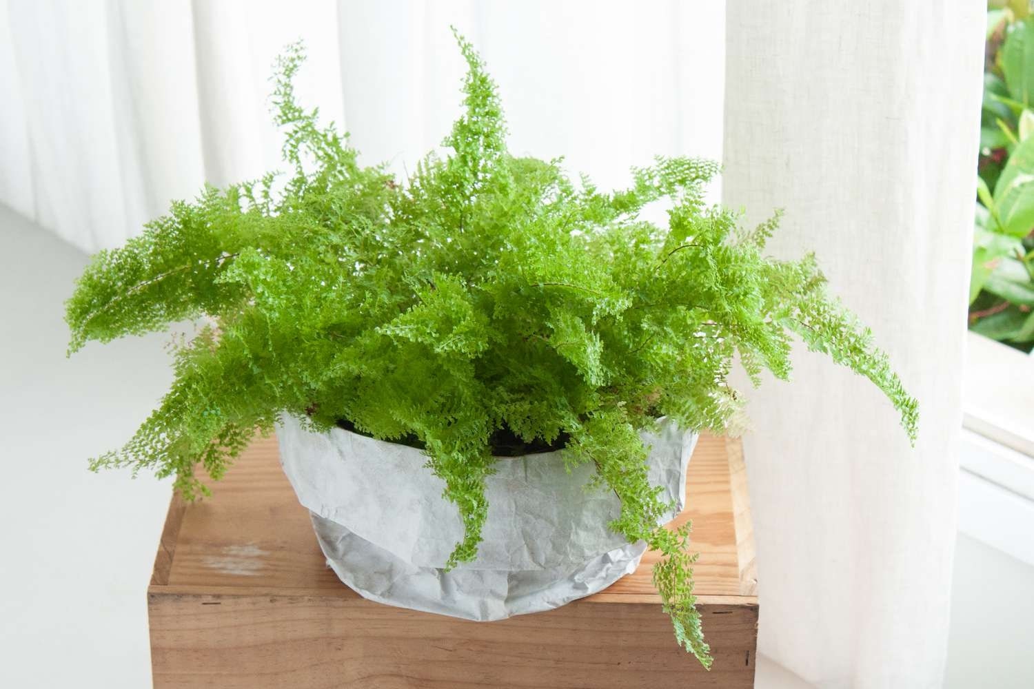 10 Indoor Ferns to Transform Your Home into a Lush Oasis [2025]