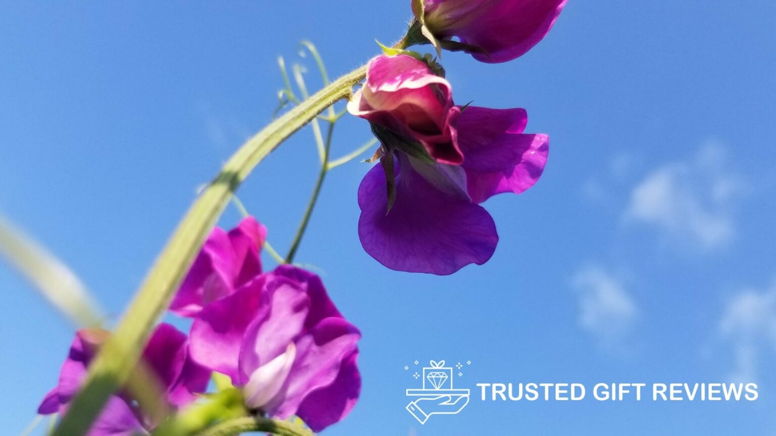 Blooming in April: Guide to Official Birth Flowers of April [2026]