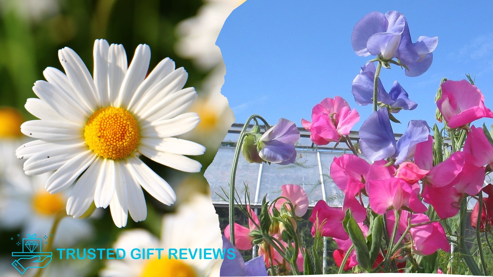 Blooming in April: Guide to Official Birth Flowers of April [2026]