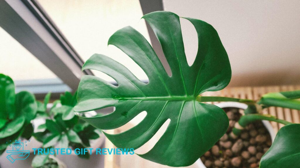 Paws and Plants: Are Monstera Plants Safe for Cats? [2026]