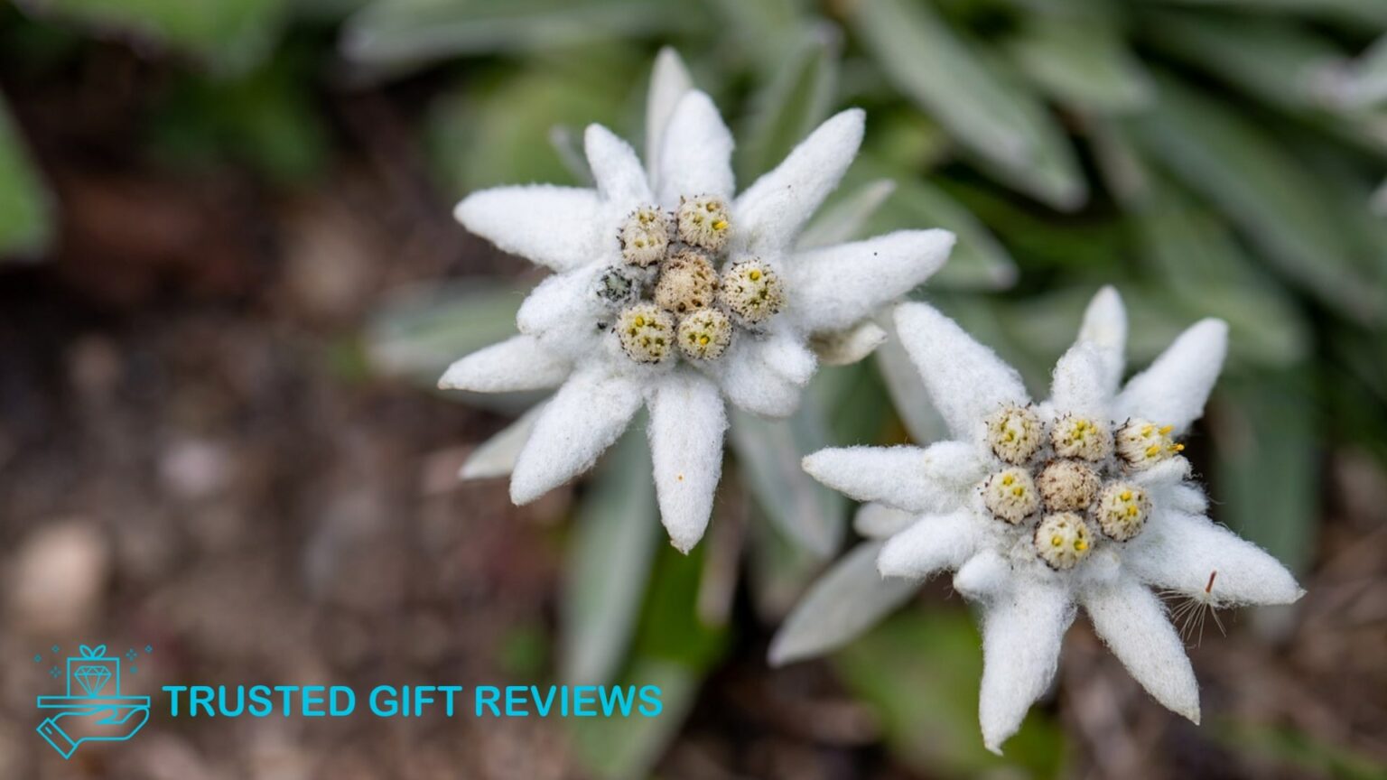 Alpine Treasures: Guide on the Meanings of Edelweiss Flowers [2026]
