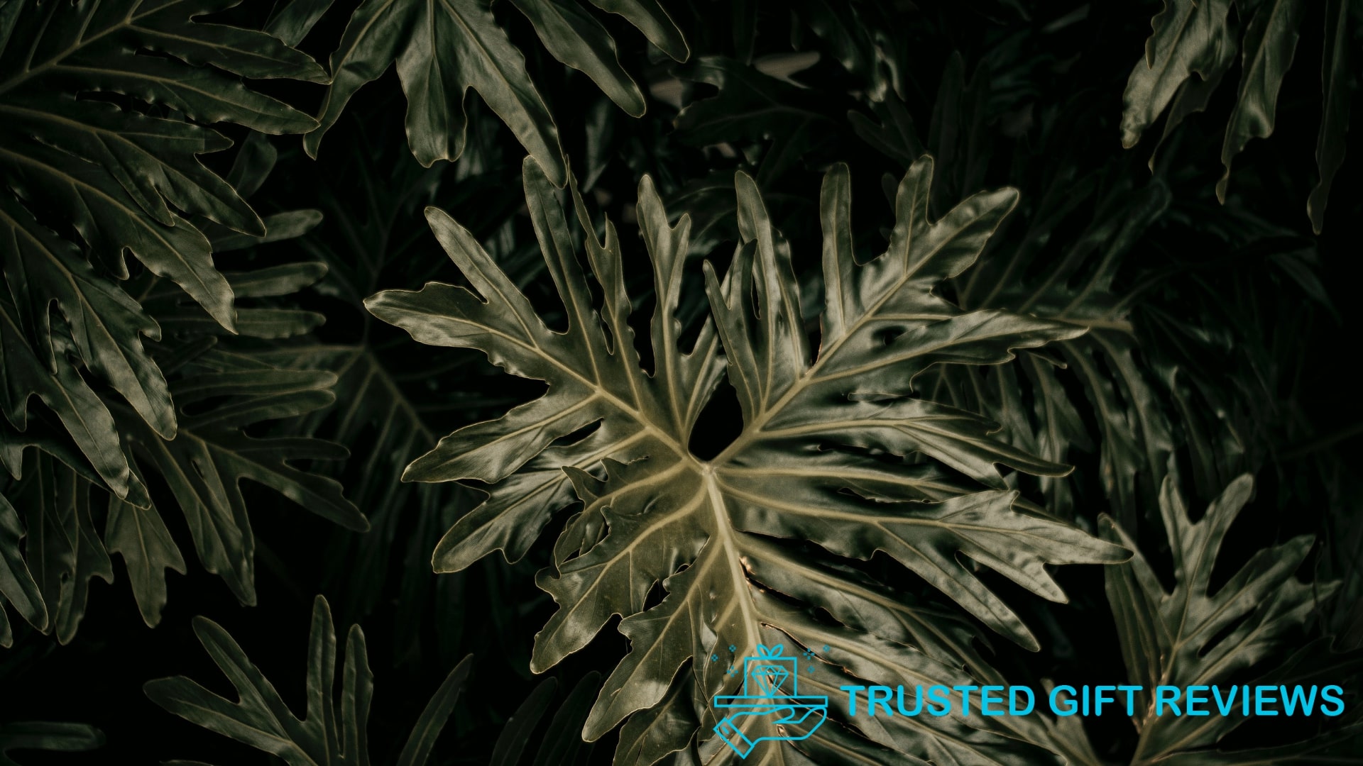 Indoor Giants: A Guide to Growing Split Leaf Philodendrons [2025]