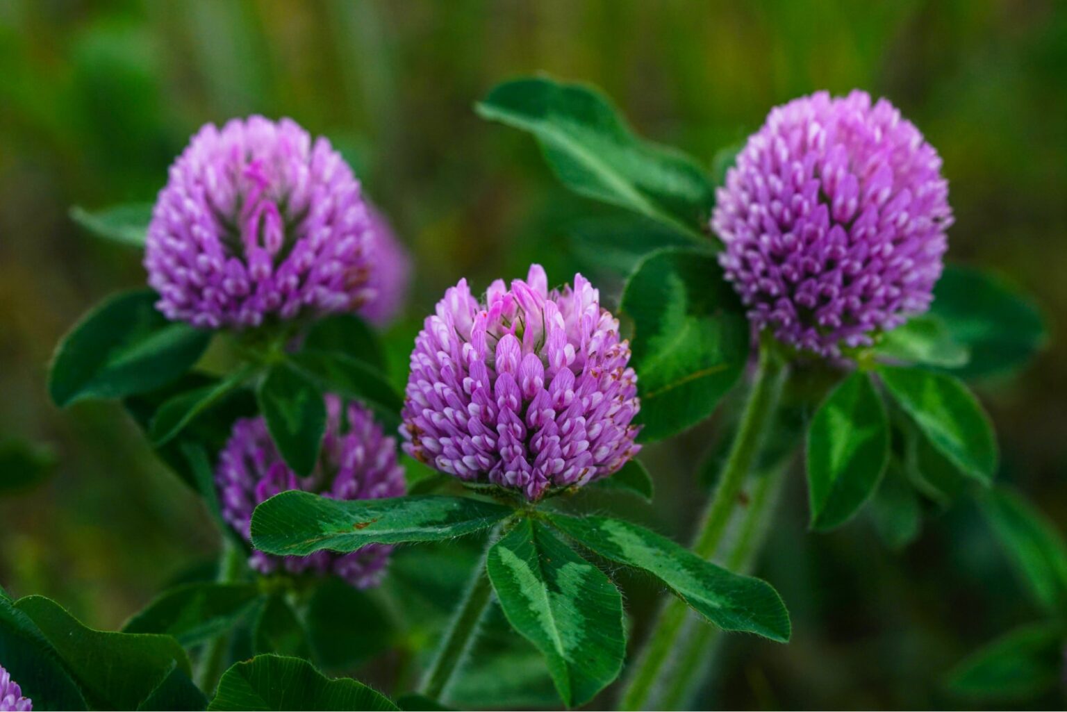 Clover Flowers: Nature's Secret to Good Luck and Success [2026]