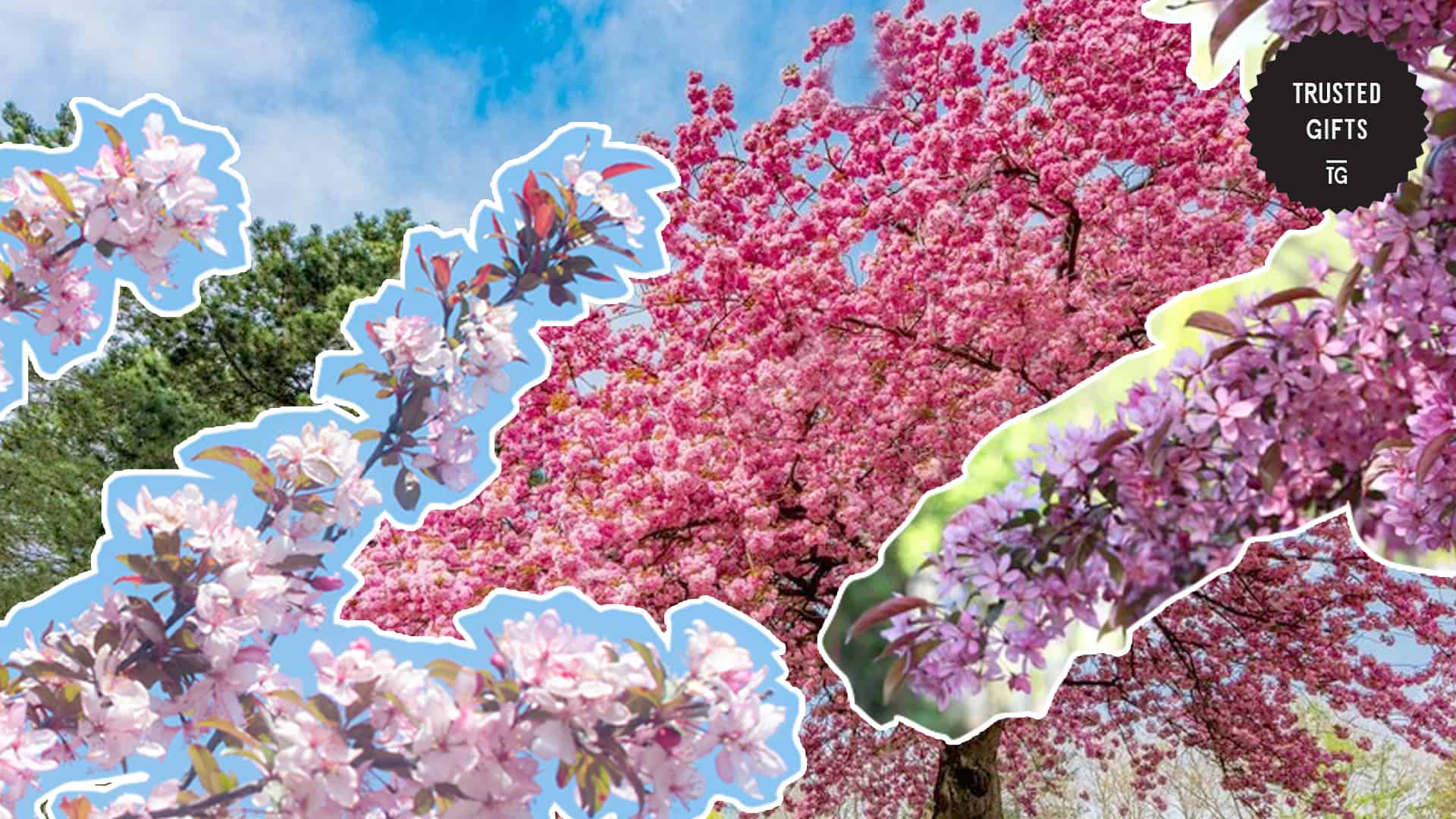 Petals of Fertility: Secret Meanings of Crabapple Blossoms [2026]