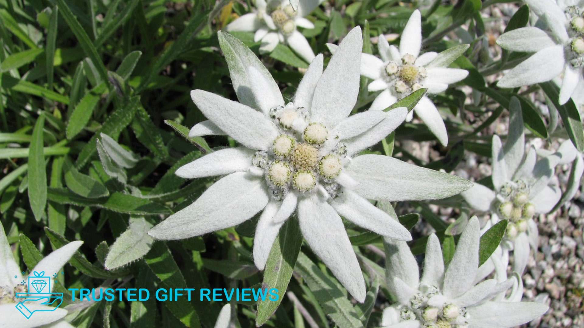 Alpine Treasures: Guide on the Meanings of Edelweiss Flowers [2025]