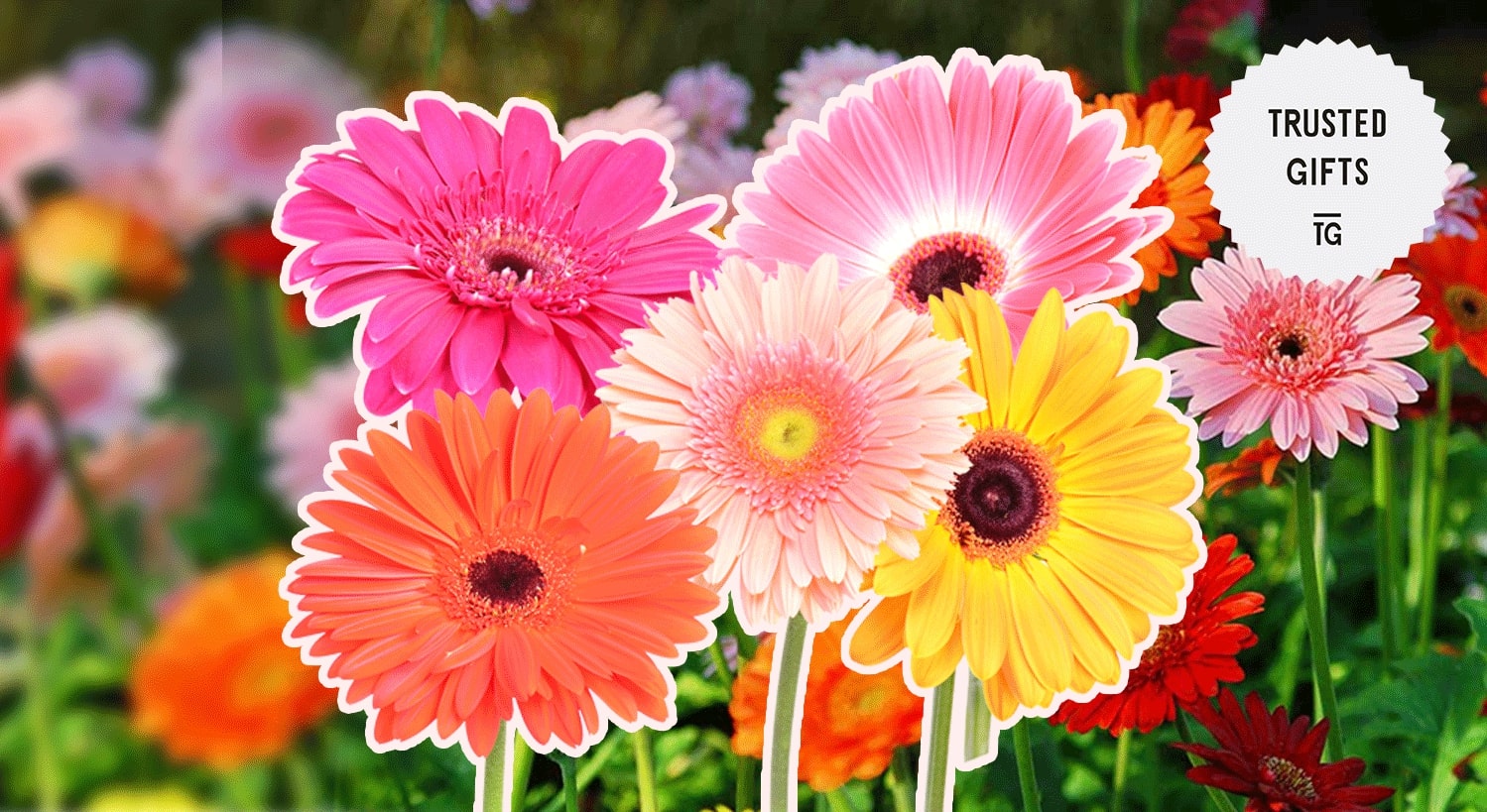 Exploring the Meanings and Cultural Significance of Gerberas [2026]