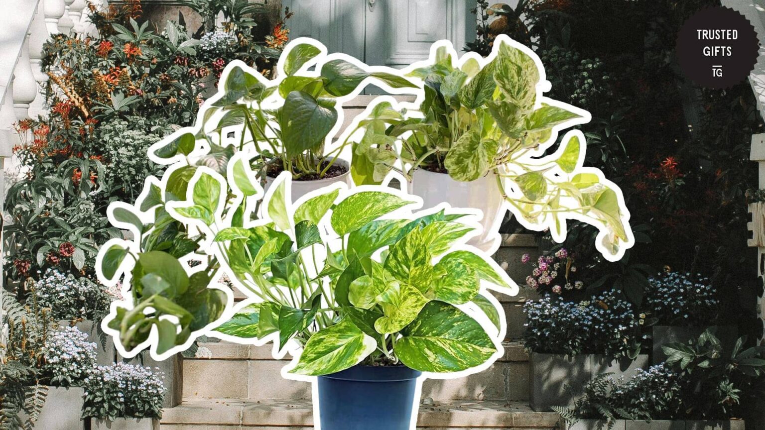 The Complete Variegated Pothos Guide: Types, Care, and More [2026]