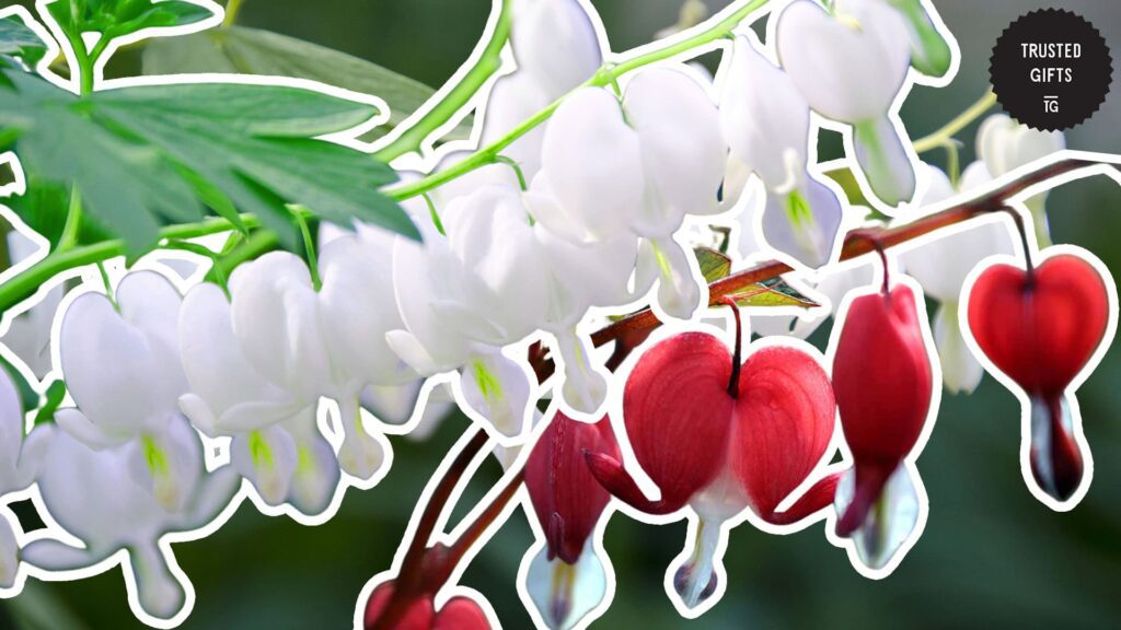 Love and Sorrow: Hidden Meanings of Bleeding Heart Flowers [2026]