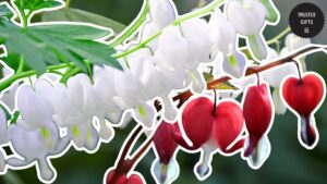 Love and Sorrow: Hidden Meanings of Bleeding Heart Flowers [2026]