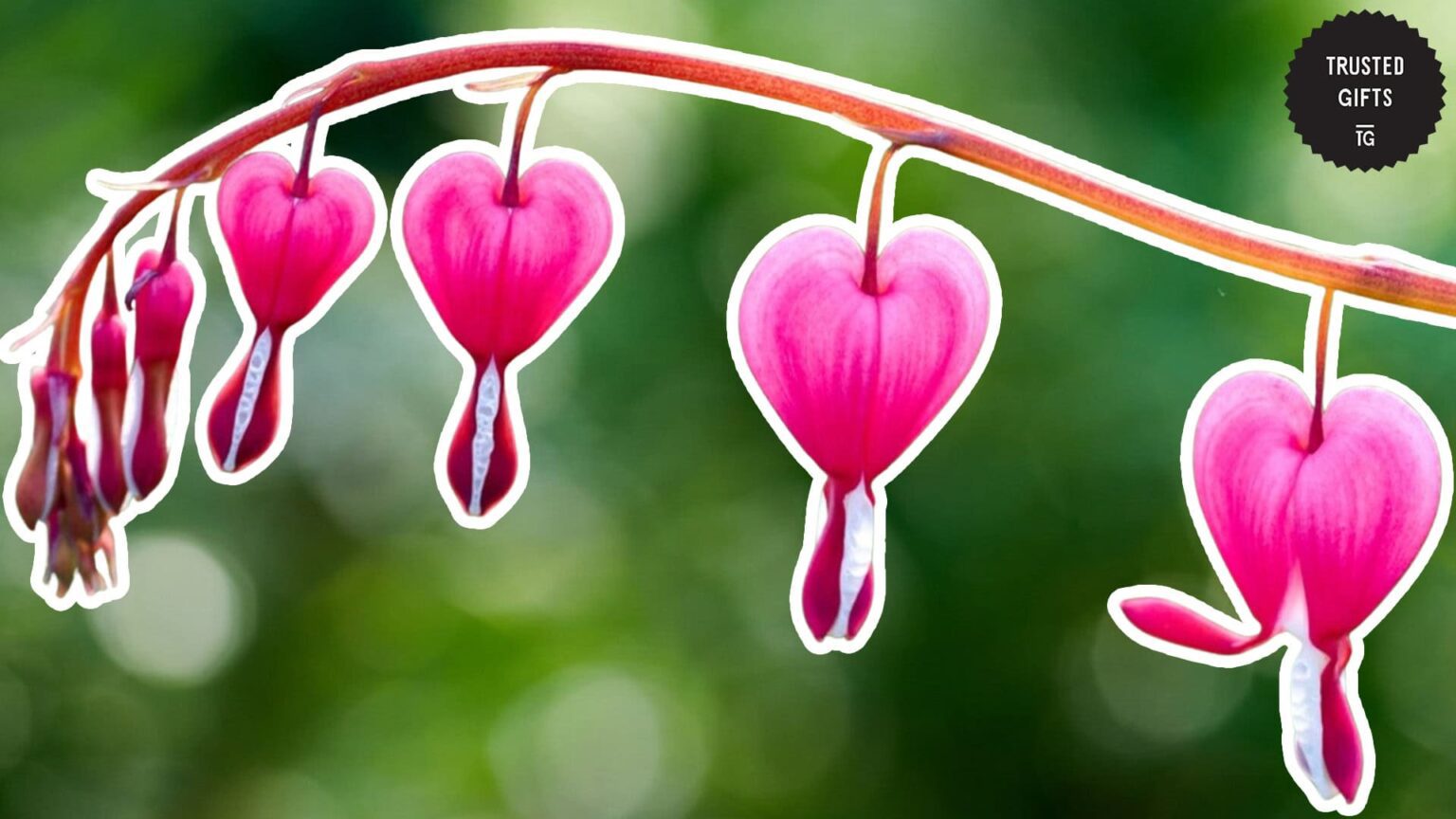Love and Sorrow: Hidden Meanings of Bleeding Heart Flowers [2025]