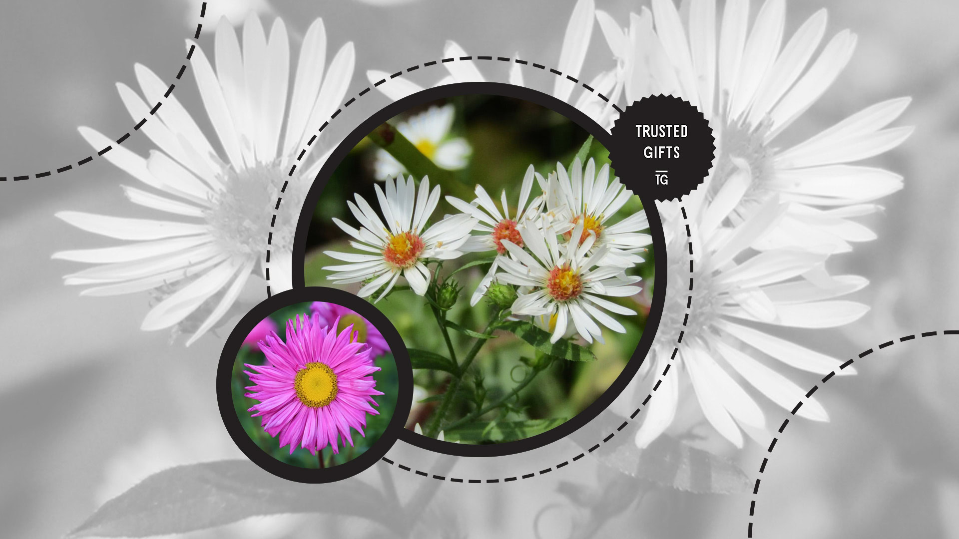 The Meanings of Asters, the Real Stars of the Garden [2025]