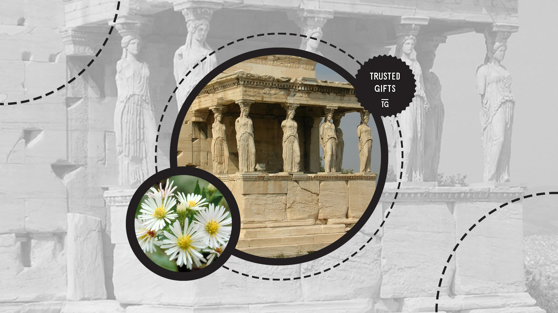 The Meanings of Asters, the Real Stars of the Garden [2026]