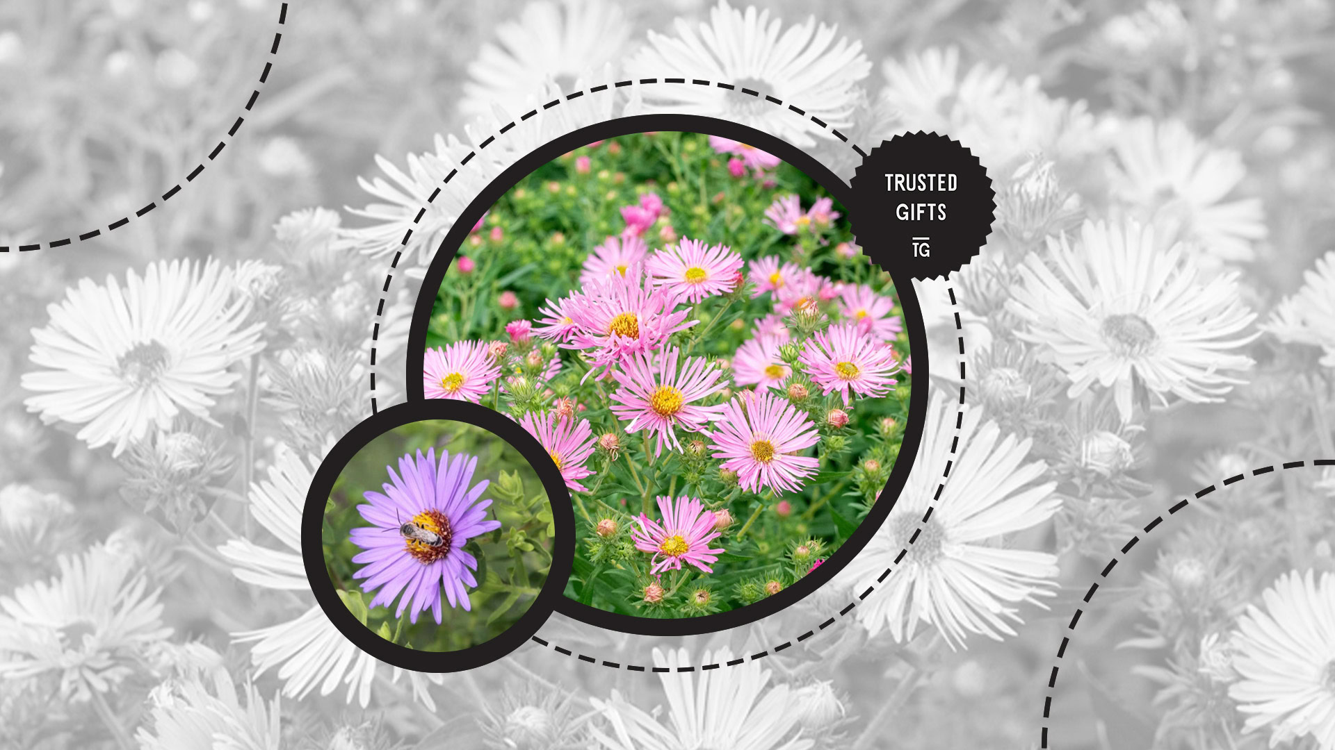 The Meanings of Asters, the Real Stars of the Garden [2026]