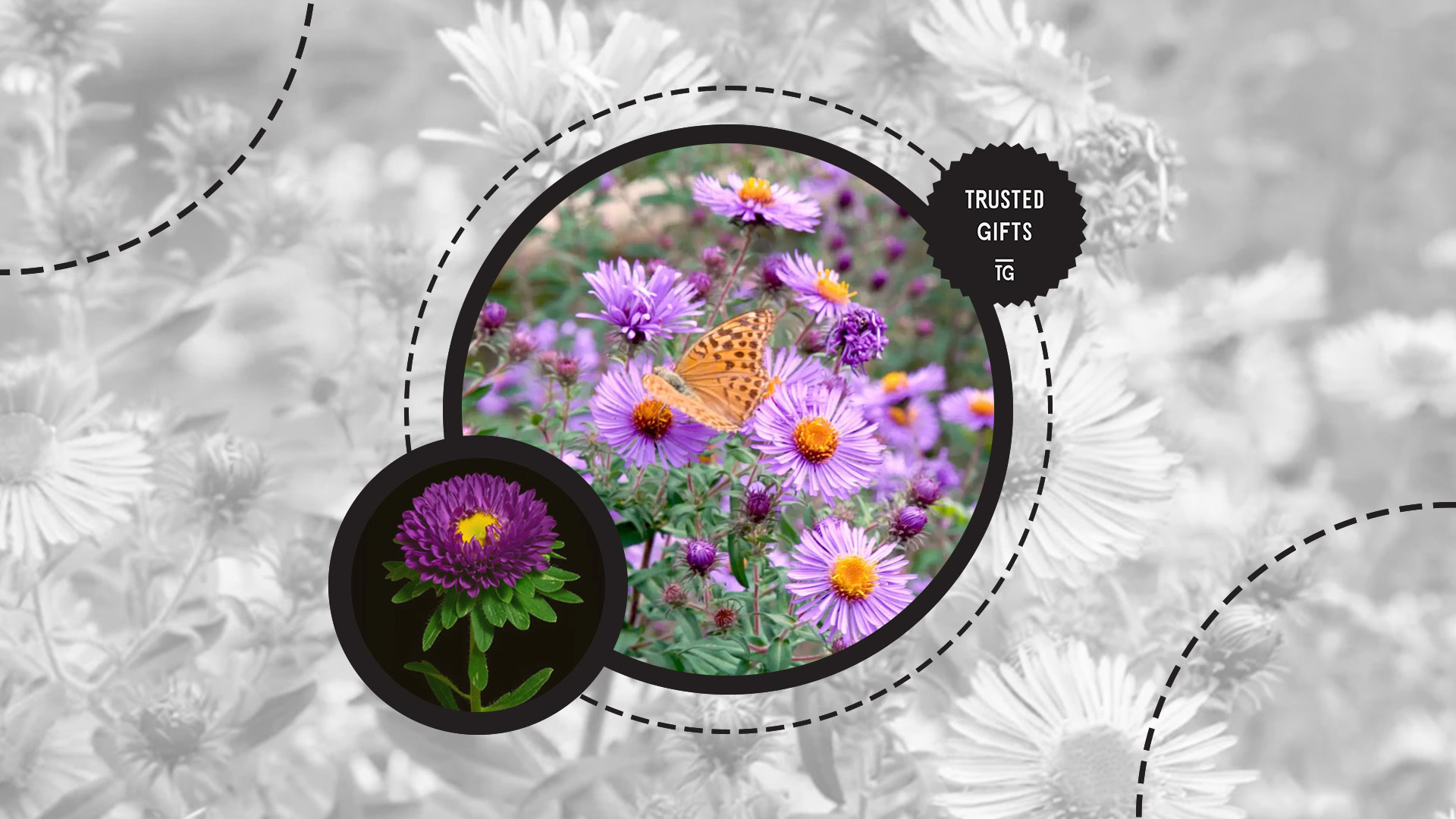 The Meanings of Asters, the Real Stars of the Garden [2026]