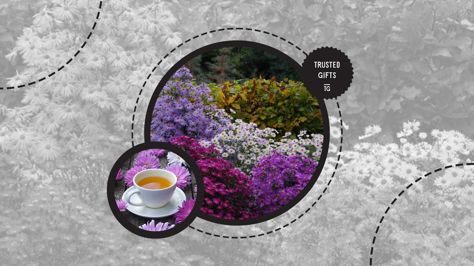 The Meanings of Asters, the Real Stars of the Garden [2026]