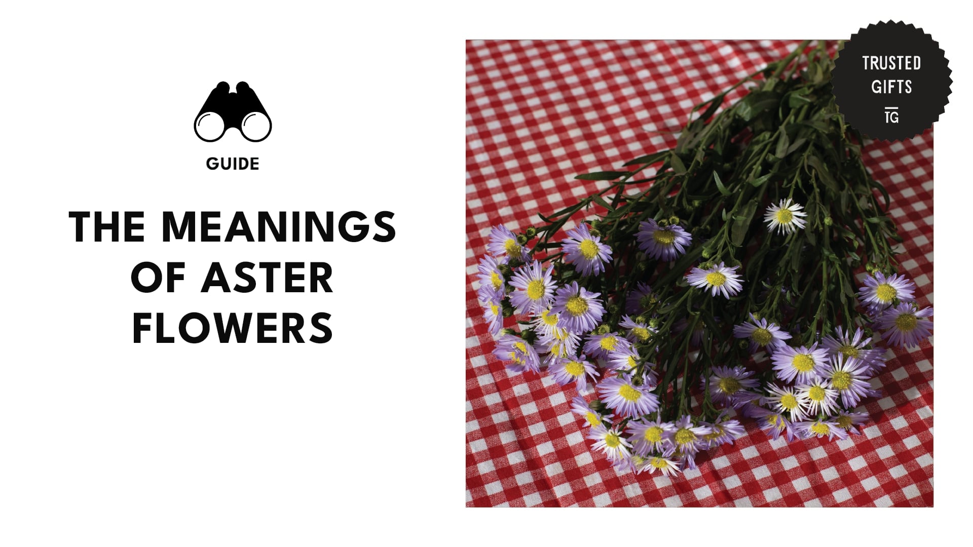 The Meanings of Asters, the Real Stars of the Garden [2026]