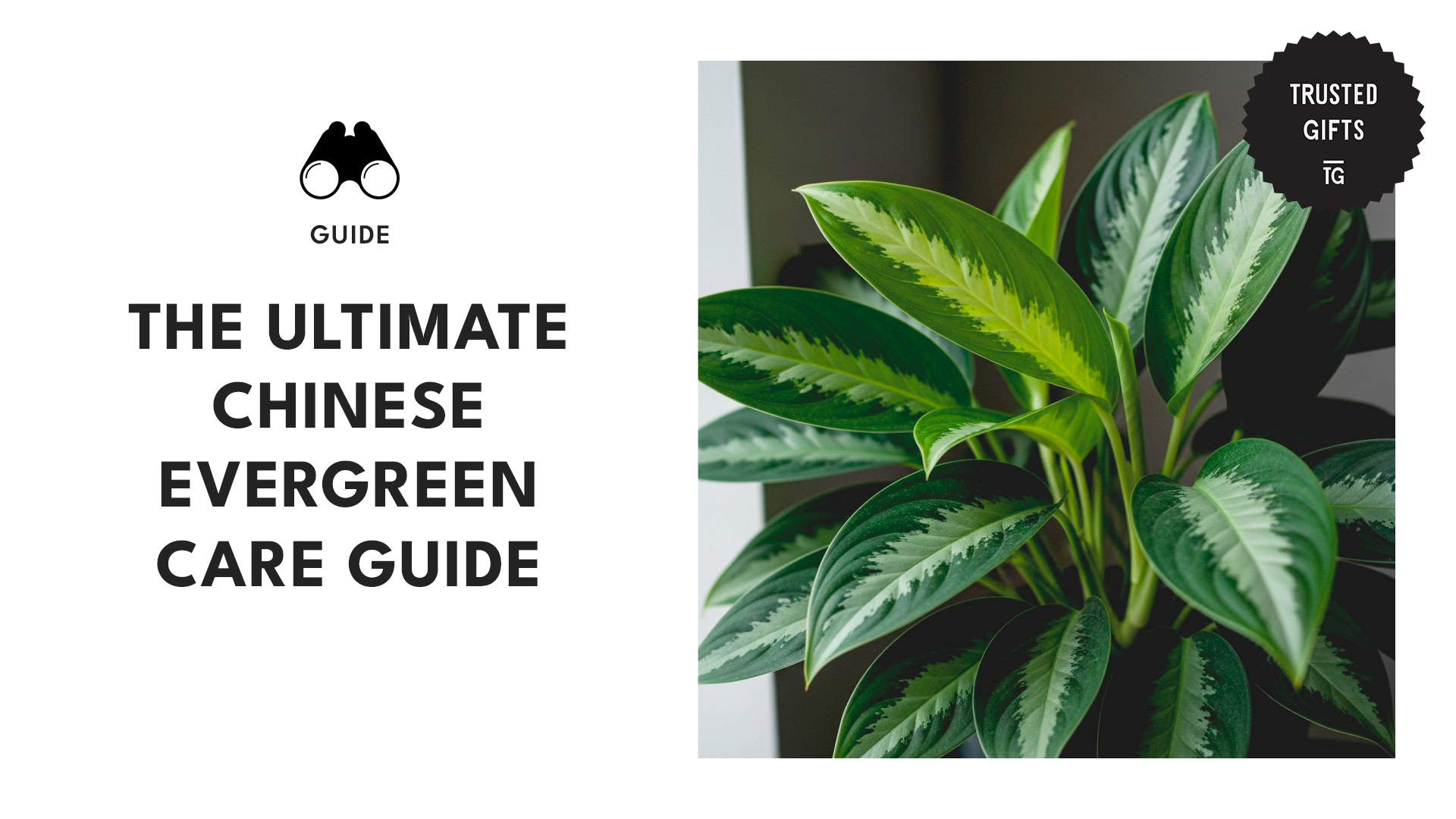 Simple Tips to Keep Chinese Evergreen Thriving [2026]