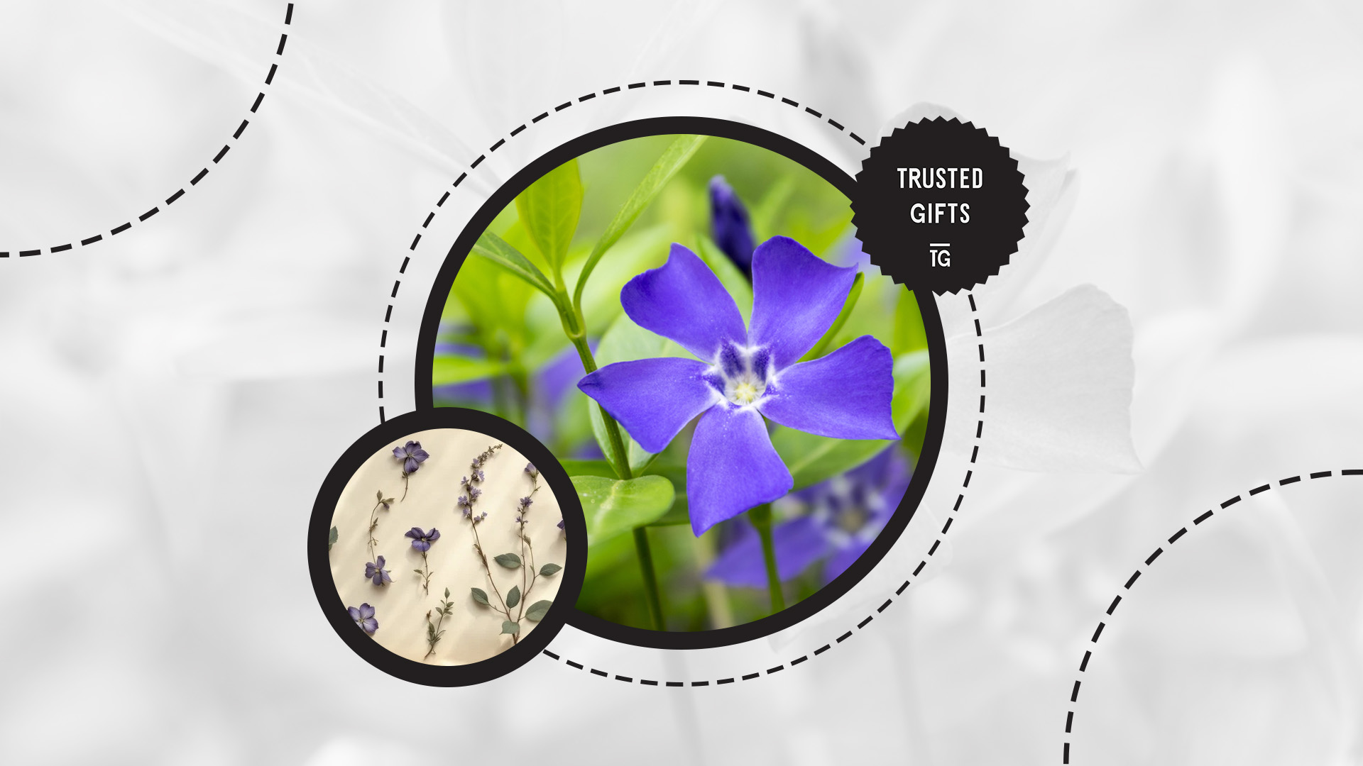 A Guide to Periwinkle, An Invasive But Meaningful Flower [2026]