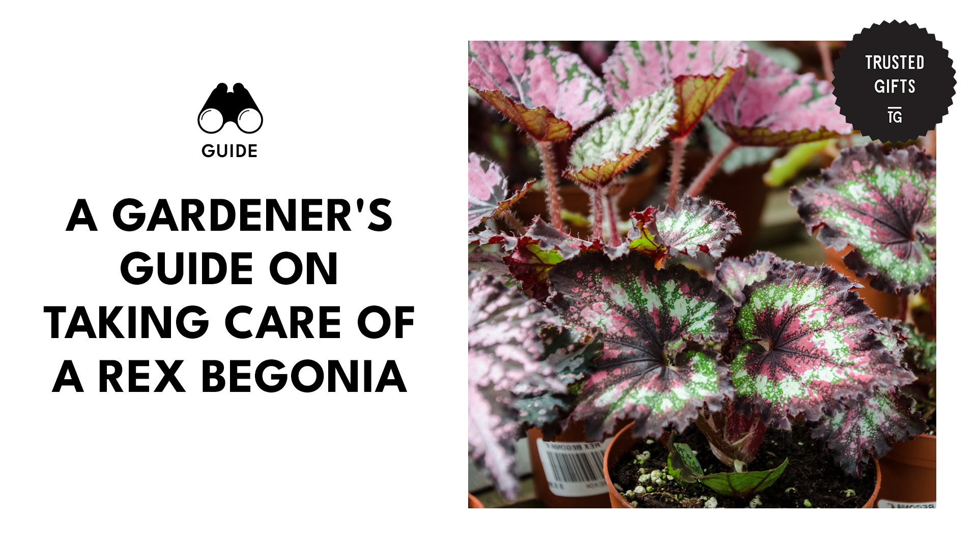 How To Grow A Vibrant Rex Begonia - Care Tips And Tricks! [2026]